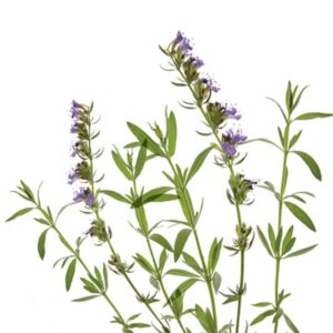 Hysope : Bienfaits et Vertus Phytothérapie